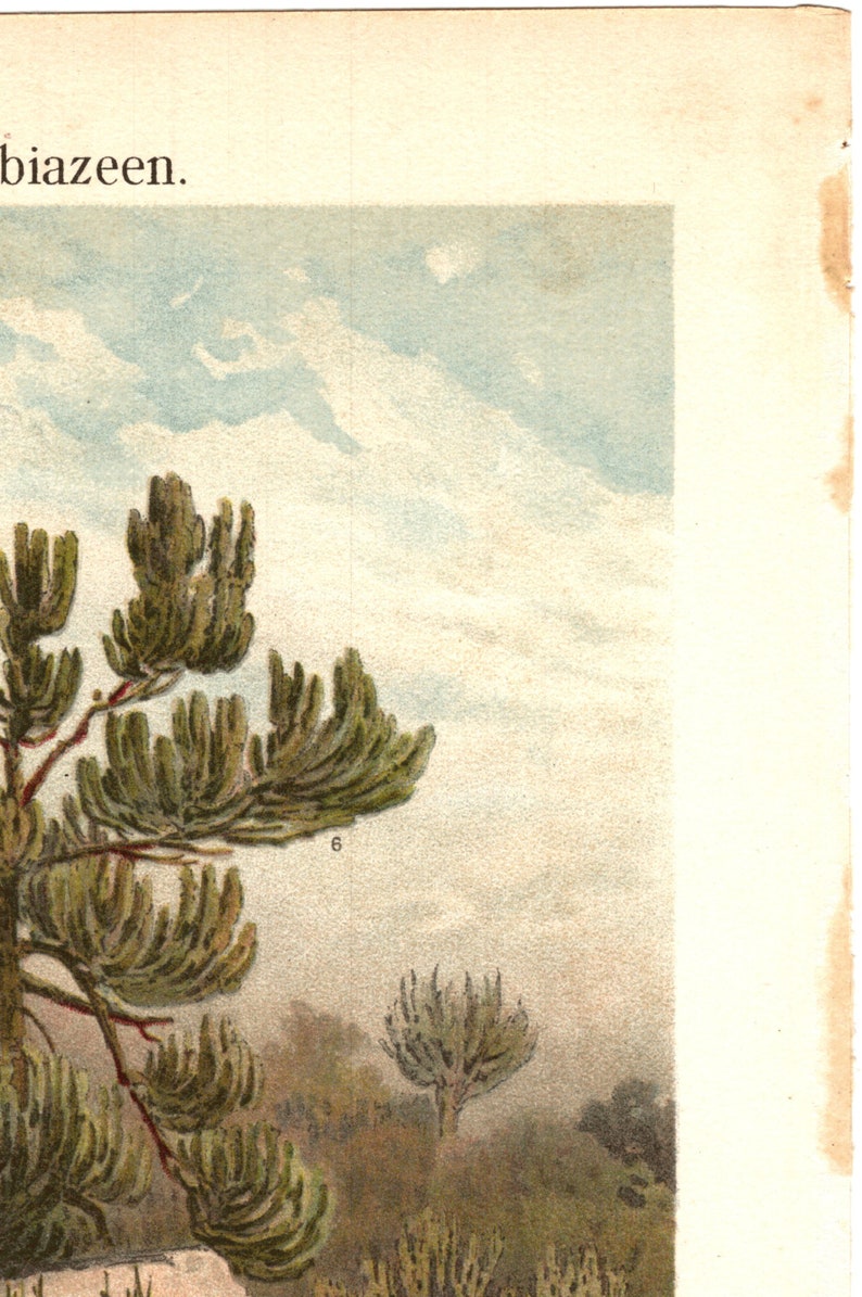 Original 1907 Antique Colour Lithography Print Wild Vegetation From ...
