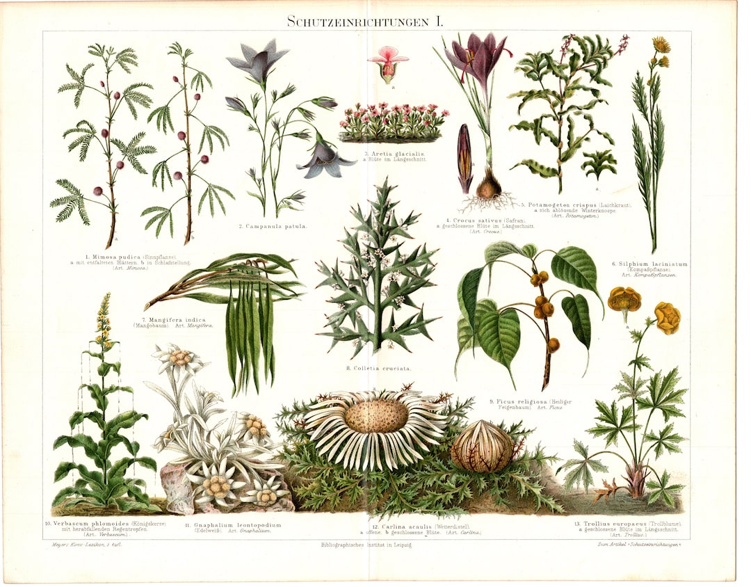 Original 1897 Antique Colour Lithography Print With Thorn Thorny Spiky ...