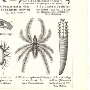 Original 1908 Antique Colour Lithography Print Different Species of ...