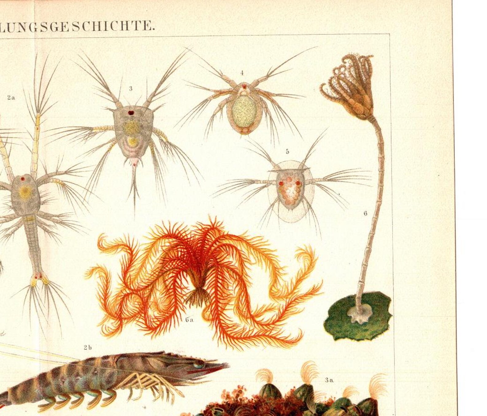 Original 1898 Antique Colour Lithography Print Embryology History of ...