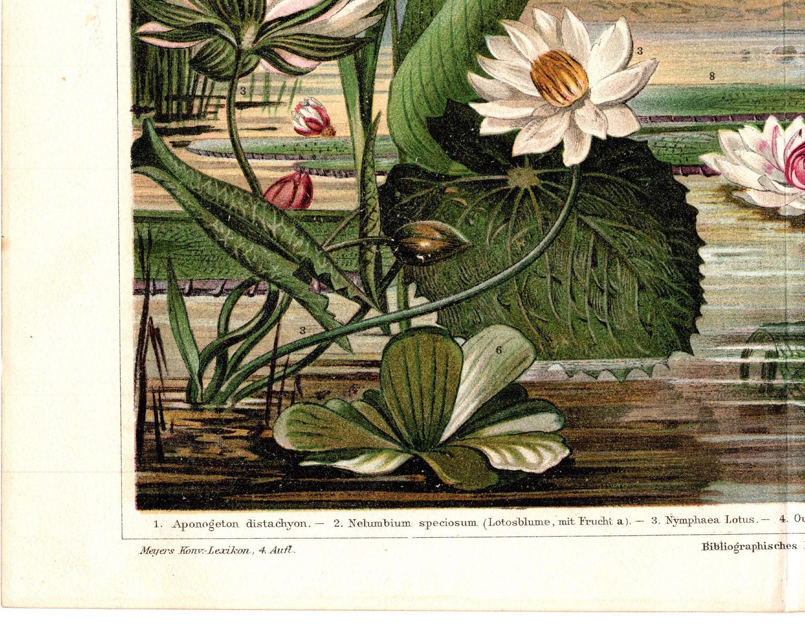 Original 1888 Antique Colour Lithography Print Plants Algae Lily ...