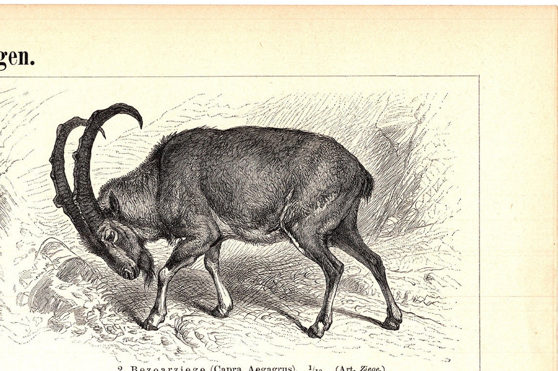 Original 1897 Antique Colour Lithography Print Difference Goat Species ...
