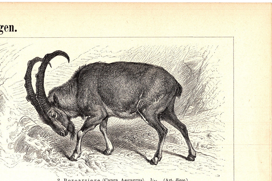 Original 1897 Antique Colour Lithography Print Difference Goat Species ...