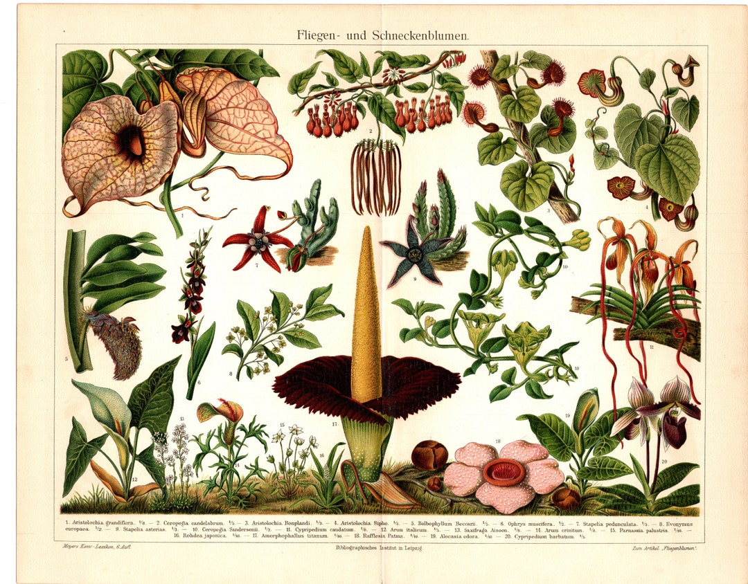 Original 1907 Antique Colour Lithography Print Lilac and Snail Flower ...