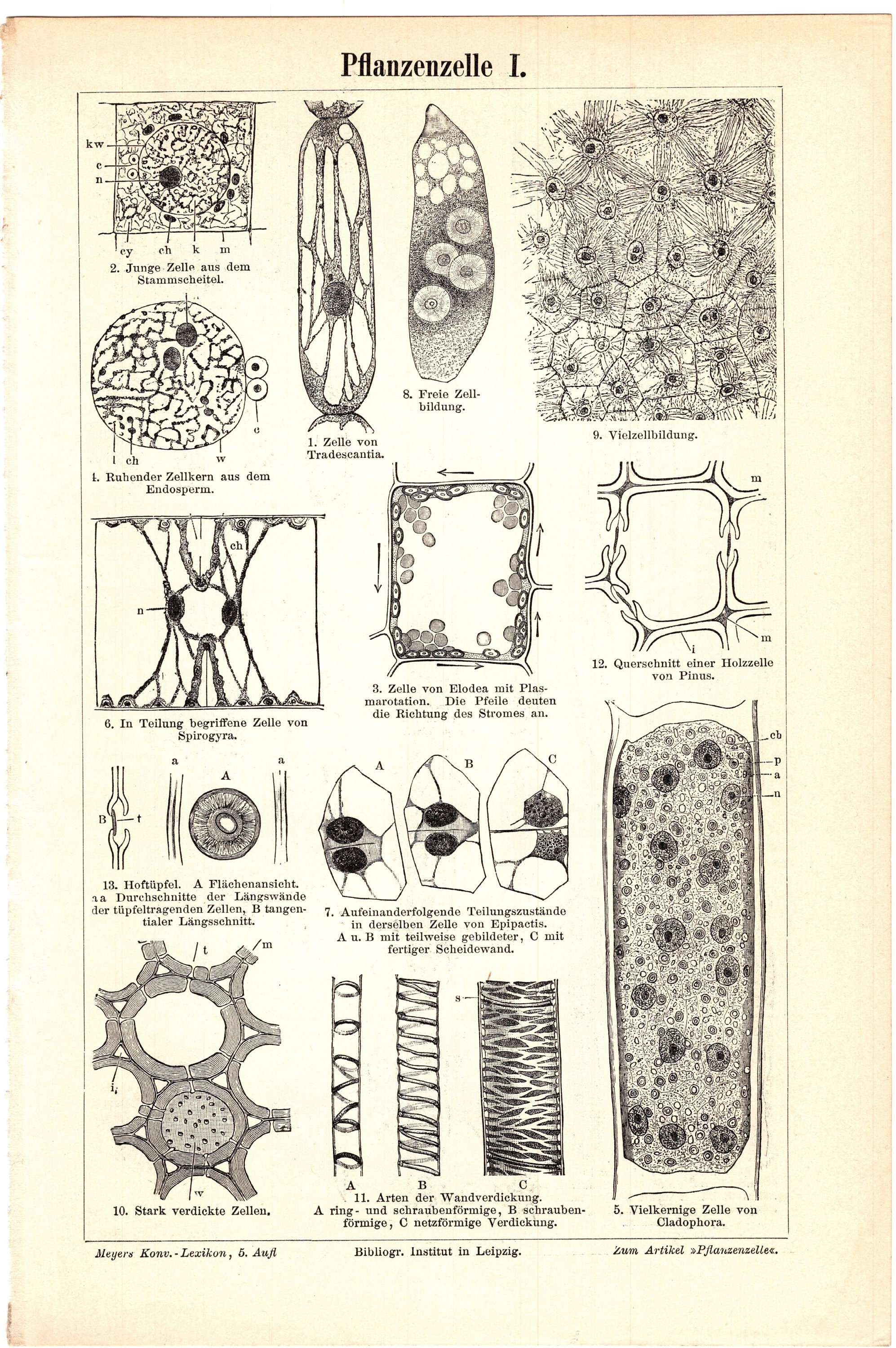 Original 1897 Antique Colour Lithography Print Plant Cell Eukaryotic ...