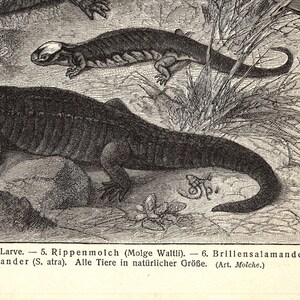 Original 1908 Antique Colour Lithography Print Lizard Species German ...