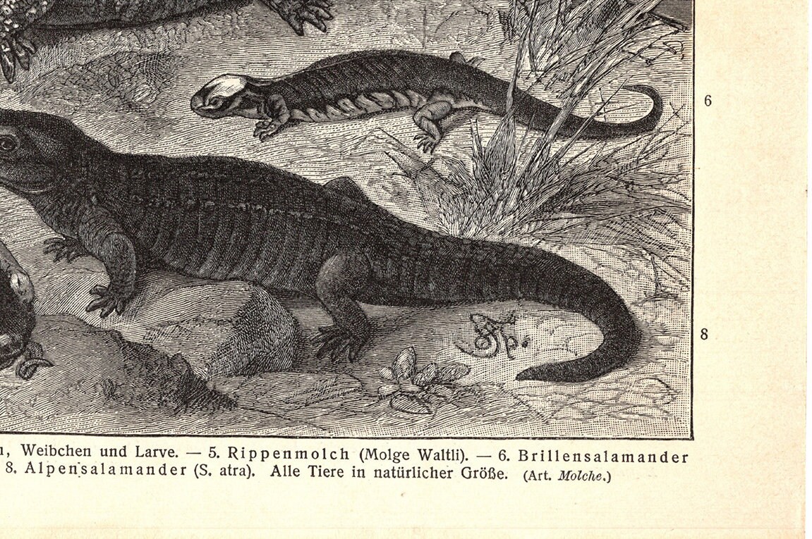 Original 1908 Antique Colour Lithography Print Lizard Species German ...