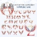 Angel Wings Alphabet Clipart, Elegant Winged Letters and Numbers PNG ...
