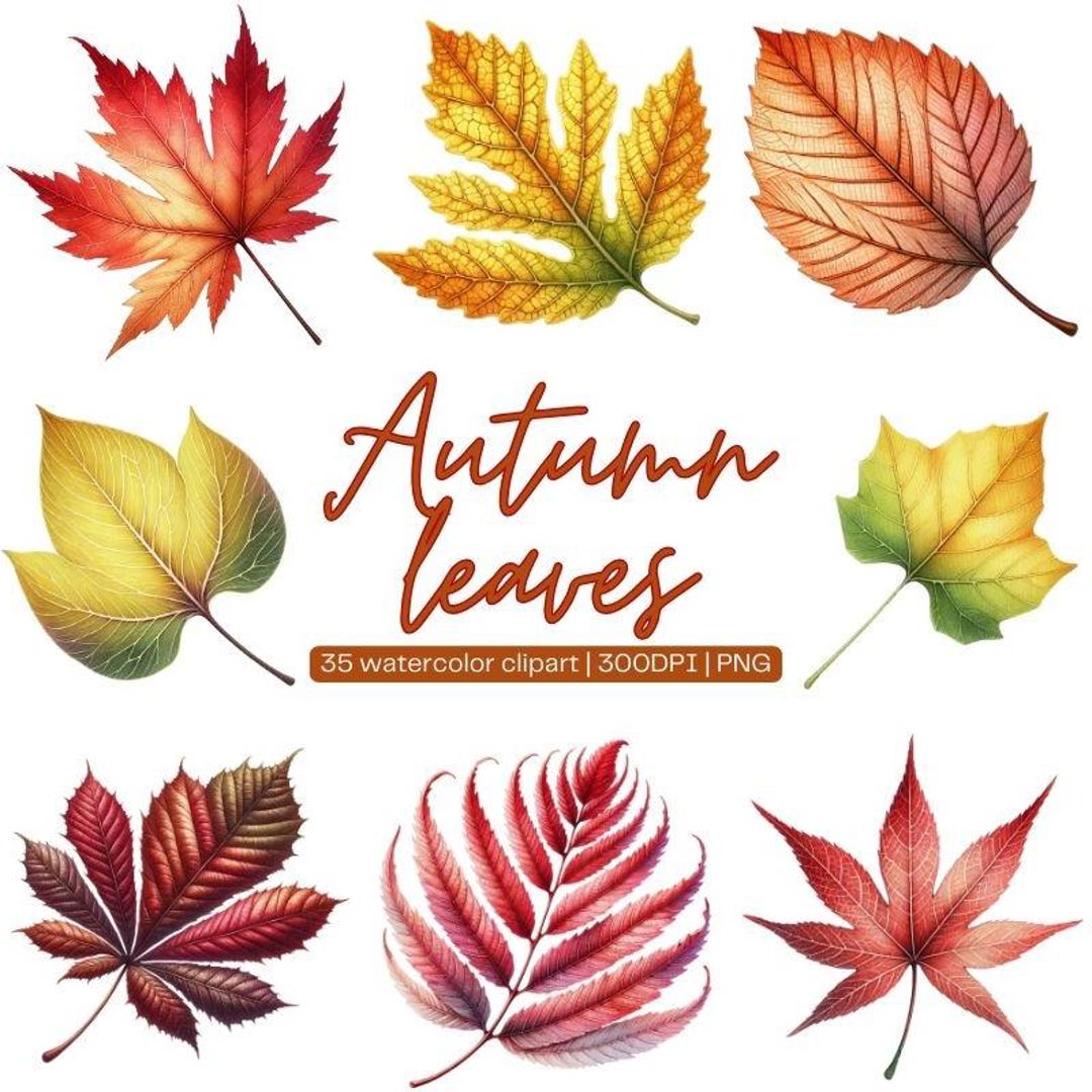 Autumn Leaves Clipart Watercolor Fall Leaf Clipart Fall Leaves PNG Leaf ...