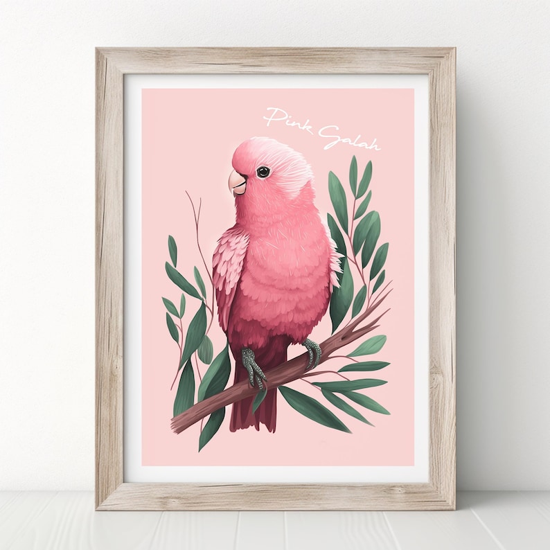 Pink Galah Australian Bird Illustration Style Digital Art Print, Wall ...