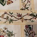 Rose Garden From Marti Michell and Maywood Studio Fat Quarter - Etsy