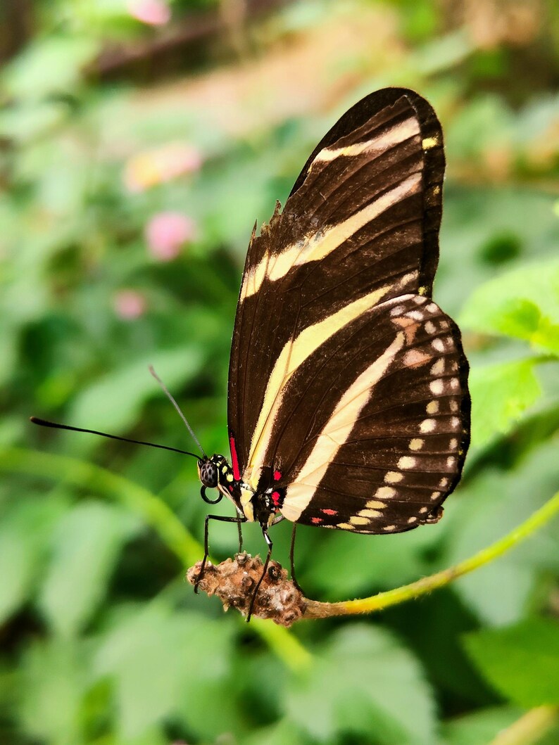 Zebra Longwing Butterfly - Etsy