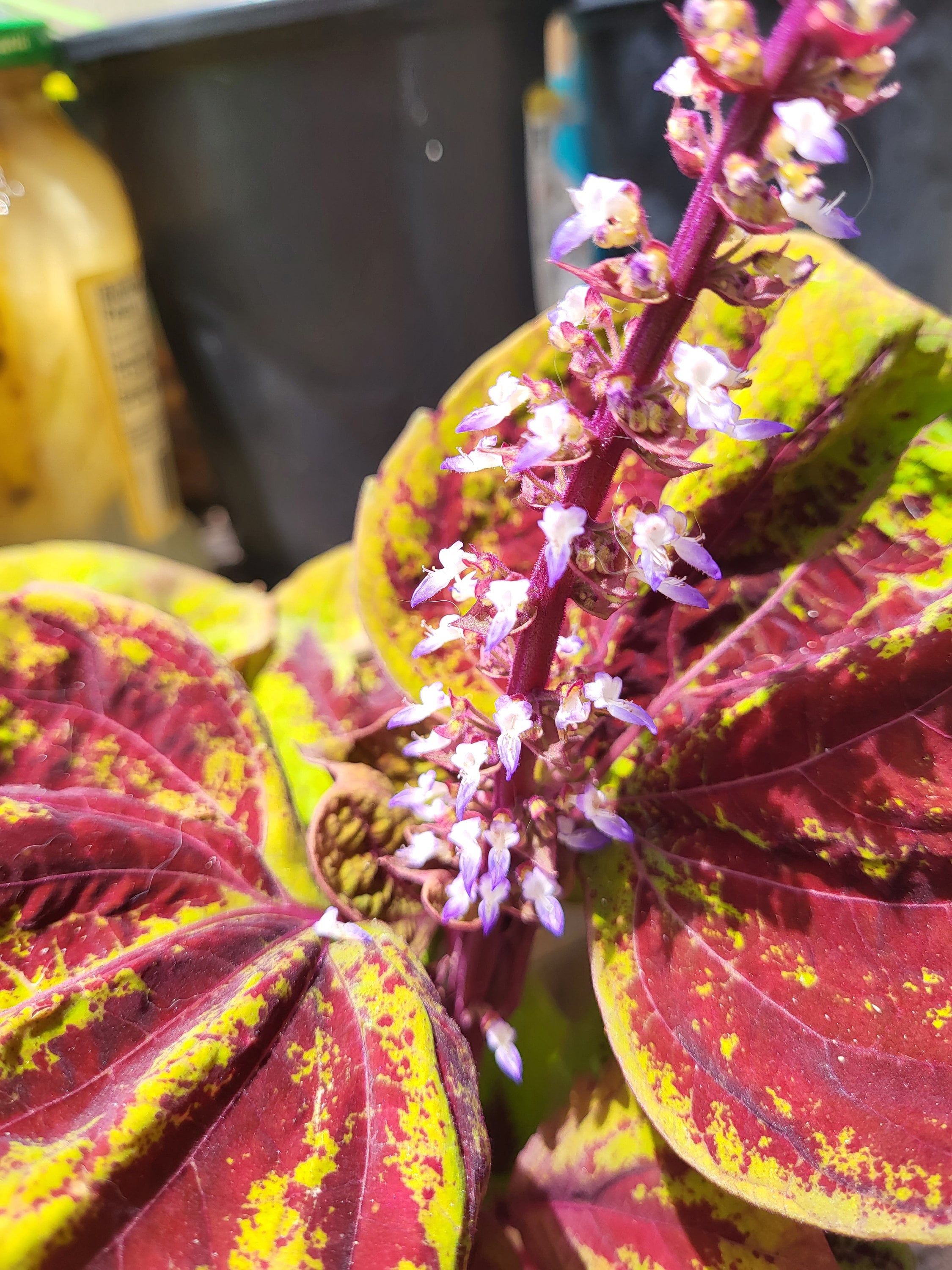 Kong Coleus Live Plant - Etsy