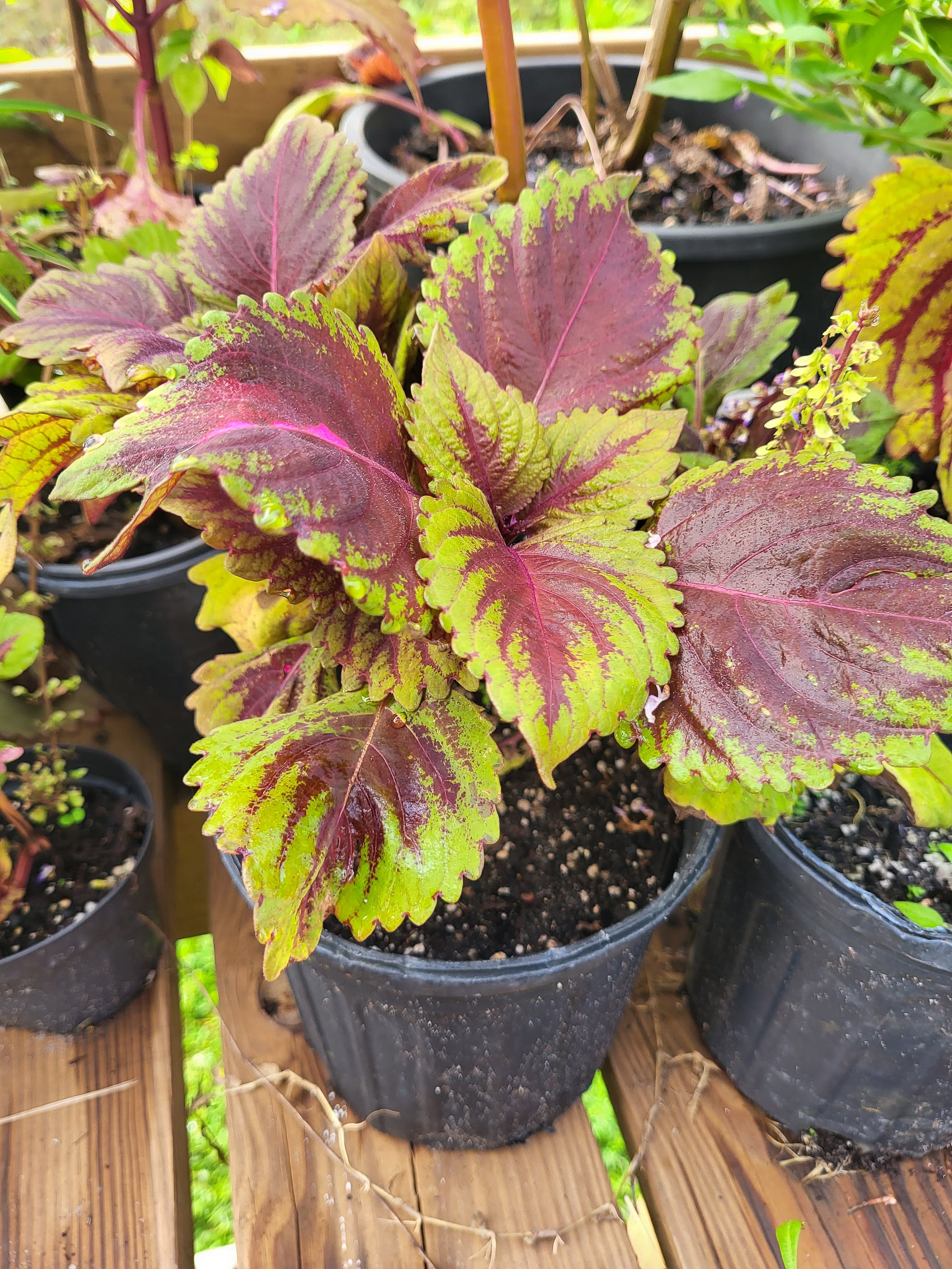 Kong Coleus Live Plant - Etsy