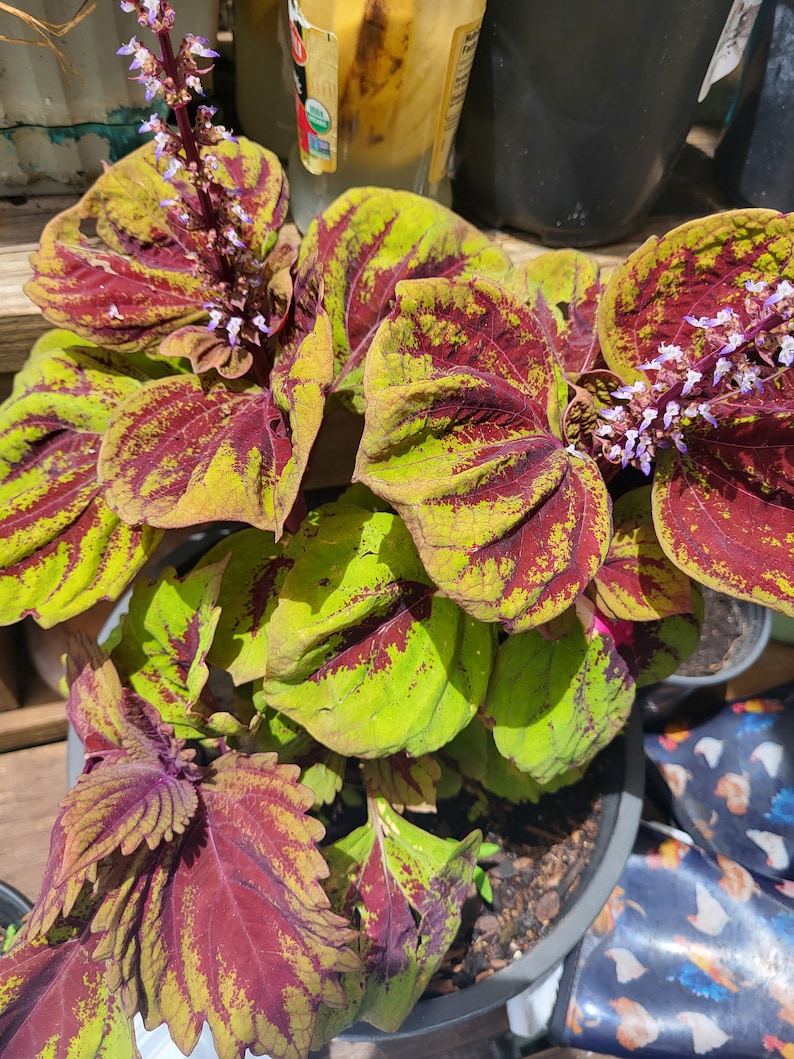 Kong Coleus Live Plant - Etsy