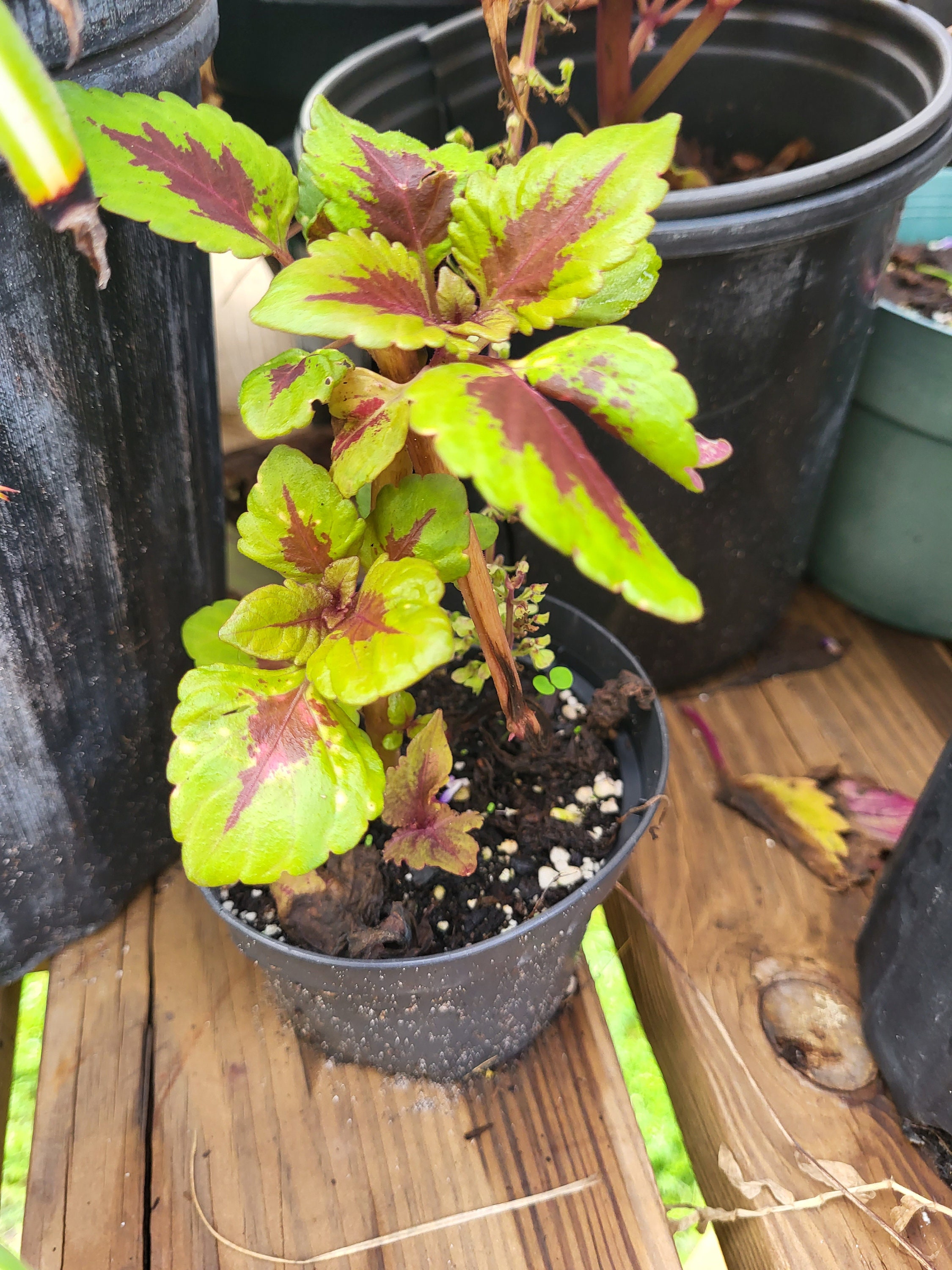 Kong Coleus Live Plant - Etsy