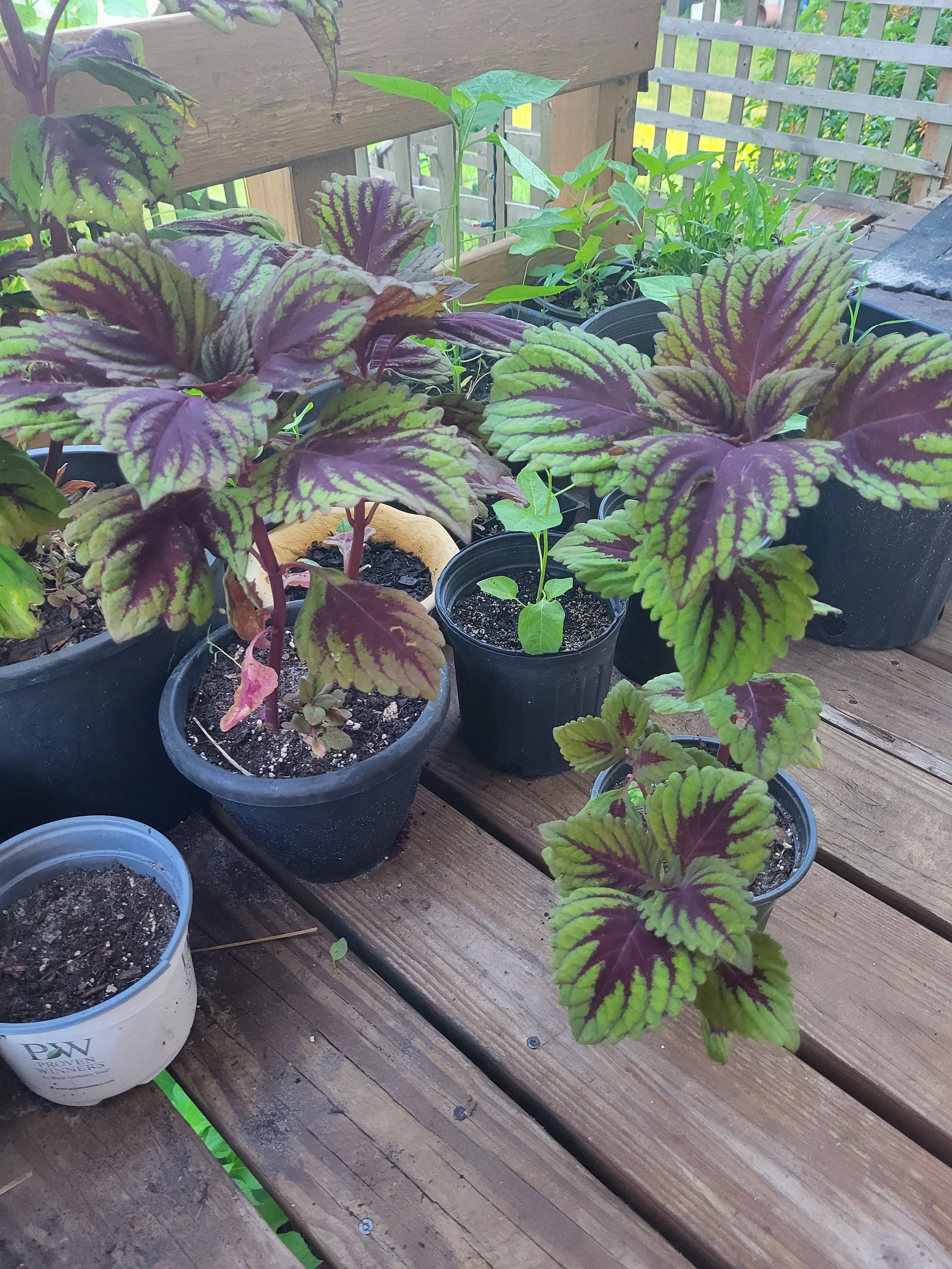Kong Coleus Live Plant - Etsy