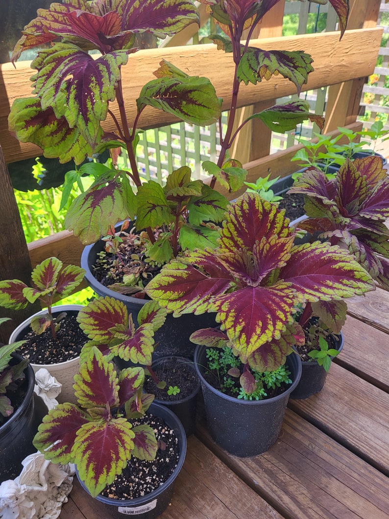 Kong Coleus Live Plant - Etsy