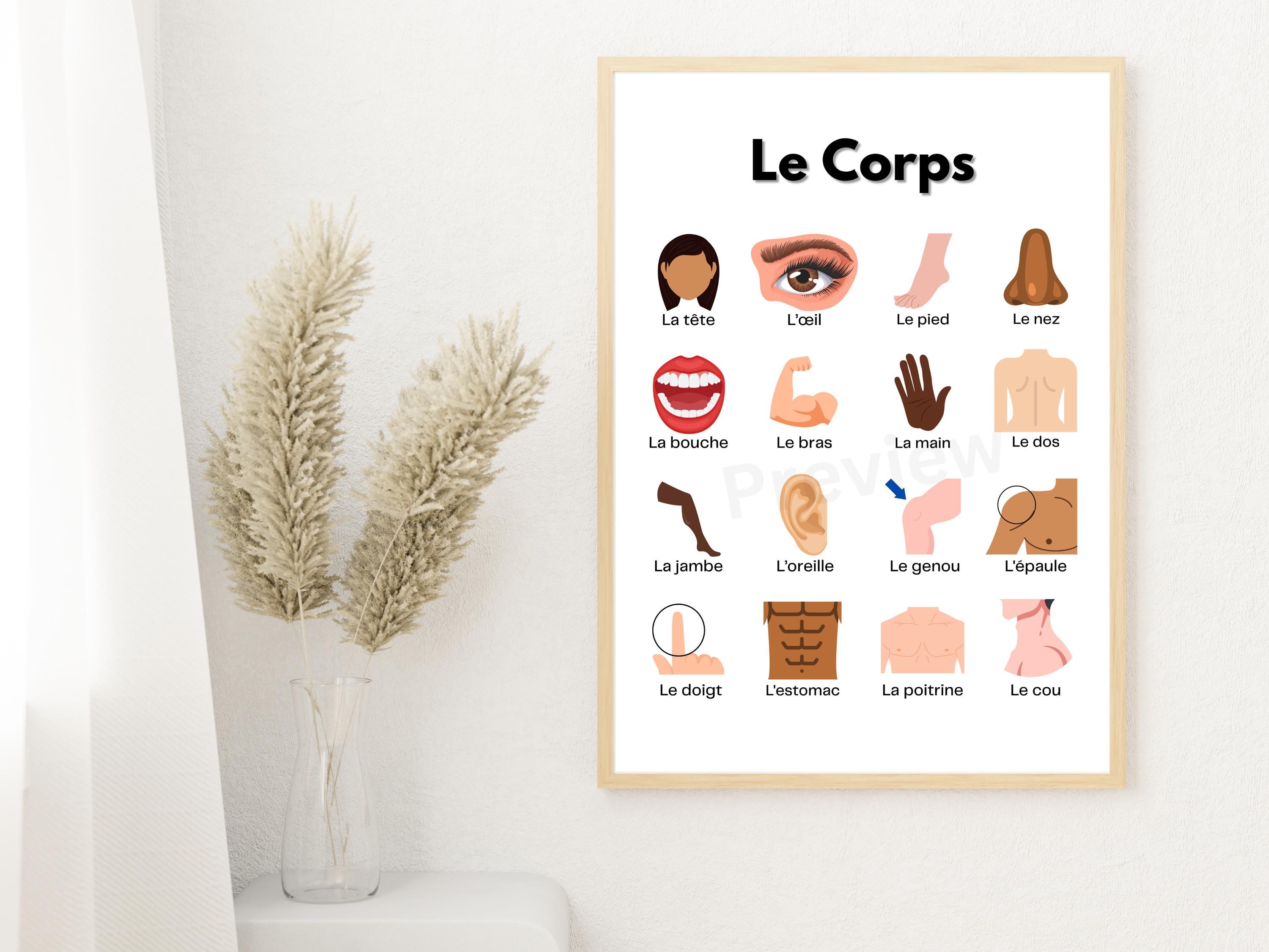 French Body Part Vocabulary Poster, French Classroom Wall Art, Learn ...