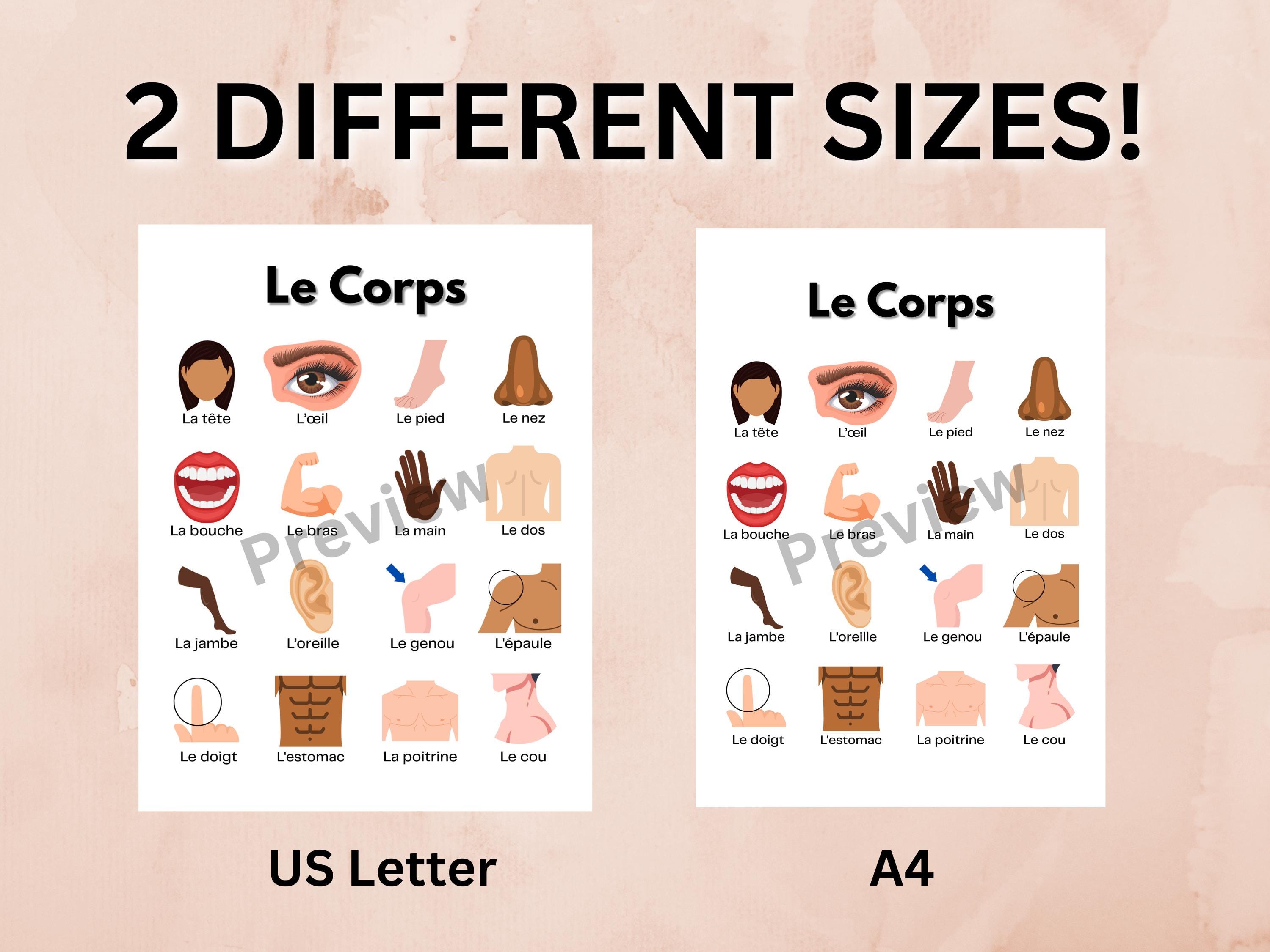 French Body Part Vocabulary Poster, French Classroom Wall Art, Learn ...