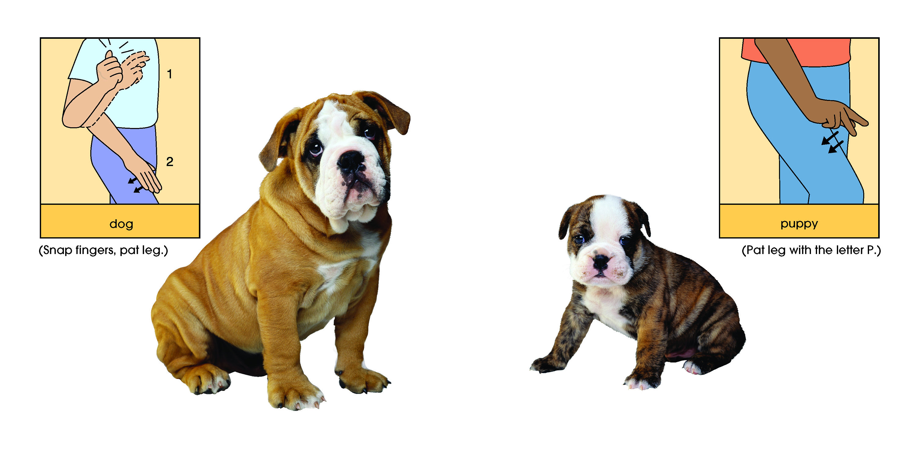 Signs for Pets and Animals: Early Sign Language - Etsy