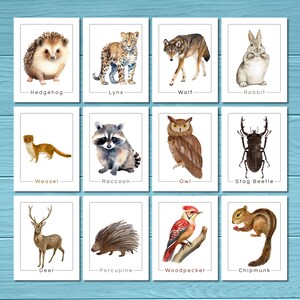 Printable Woodland Animal Flashcards for Kids | Montessori Forest ...