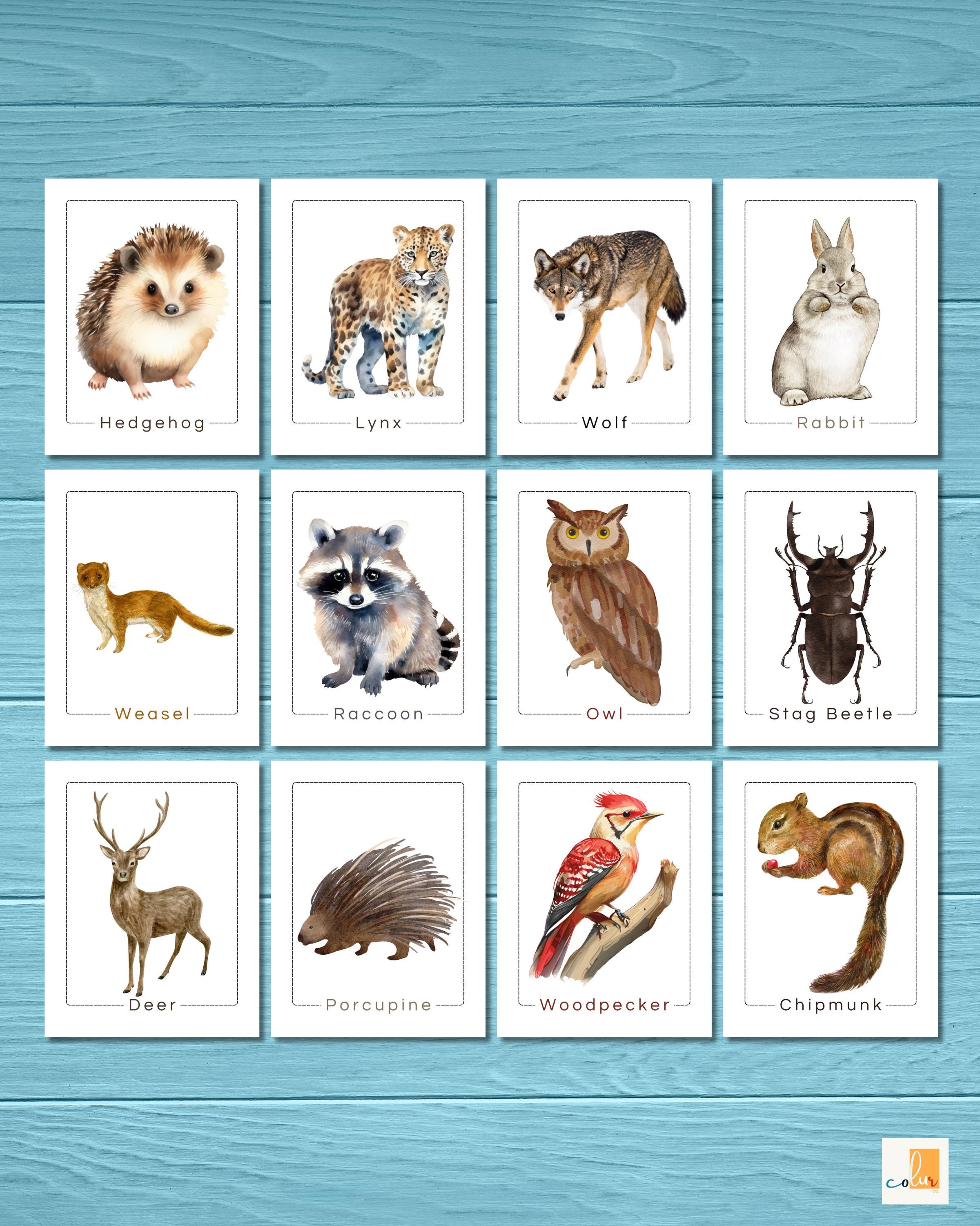 Printable Woodland Animal Flashcards for Kids | Montessori Forest ...