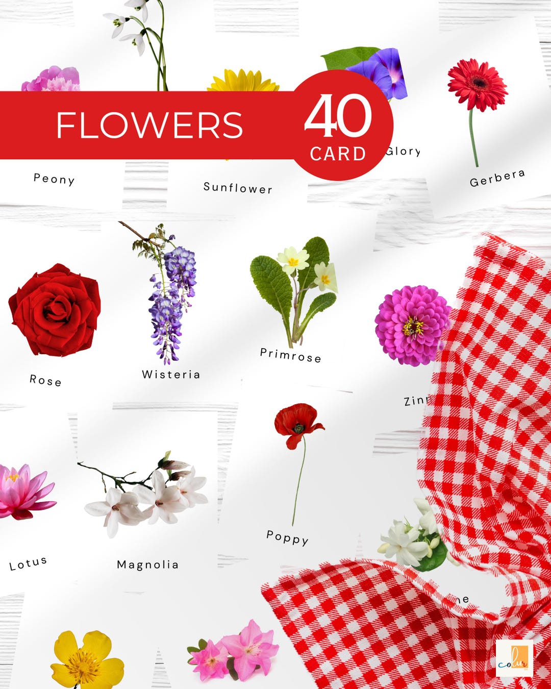 Flower Flash Cards for Kids | Printable ESL Nature Vocabulary Set ...