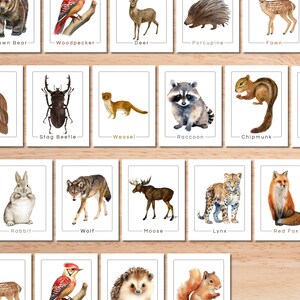 Printable Woodland Animal Flashcards for Kids | Montessori Forest ...