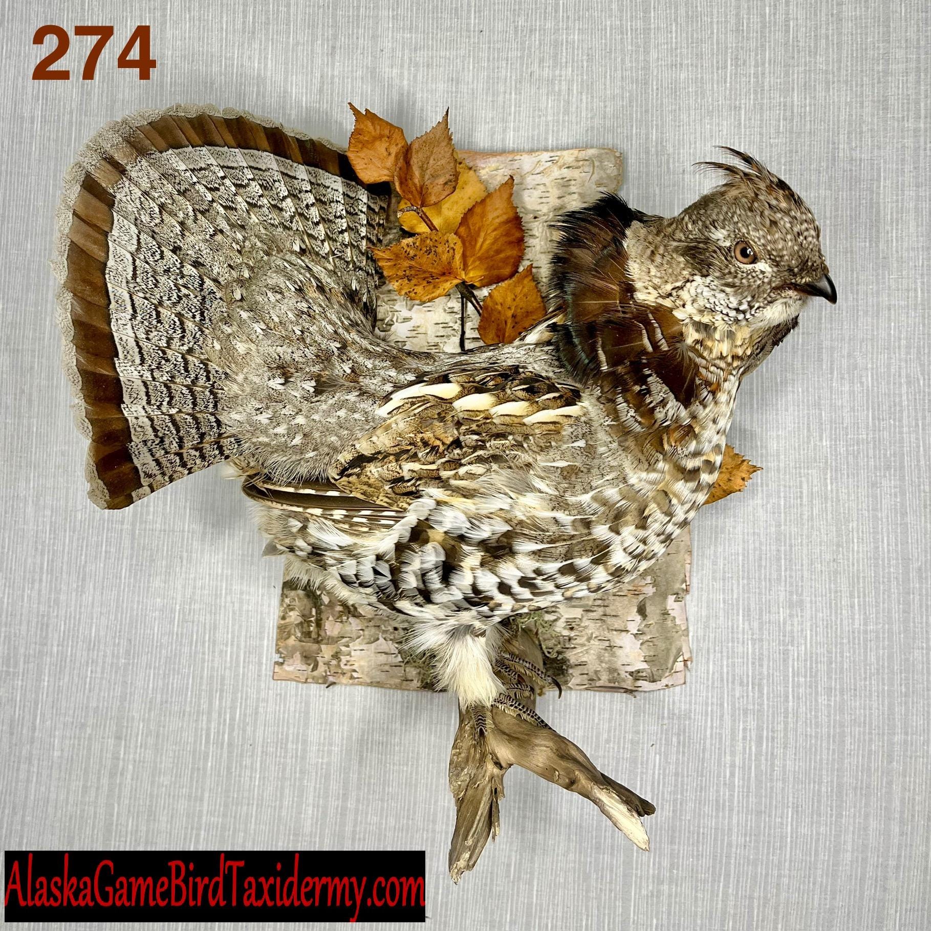 This Handsome Ruffed Grouse, Bird Taxidermy, From Alaska Looks Great on ...