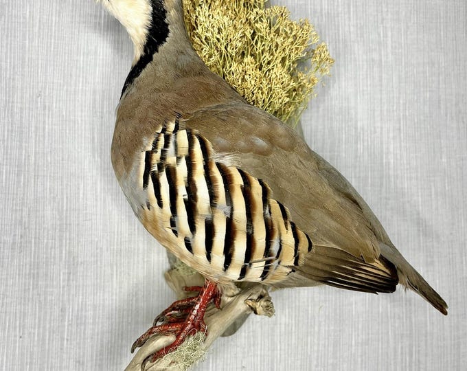 Handsome Chukar Partridge Mounted in a Standing Pose With Natural ...