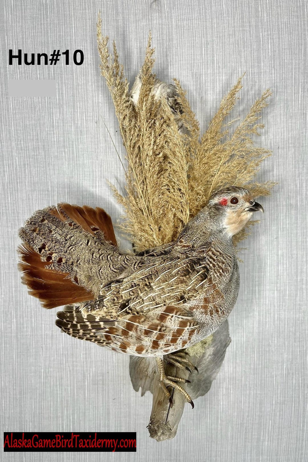 Hungarian Partridge aka Hun Bird Taxidermy Art, a Game Bird in the ...