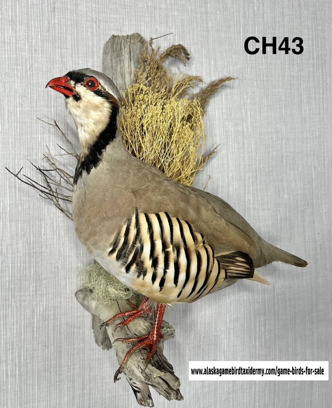 Chukar Partridge Bird Taxidermy, Upland Game Bird, Wildlife Art ...