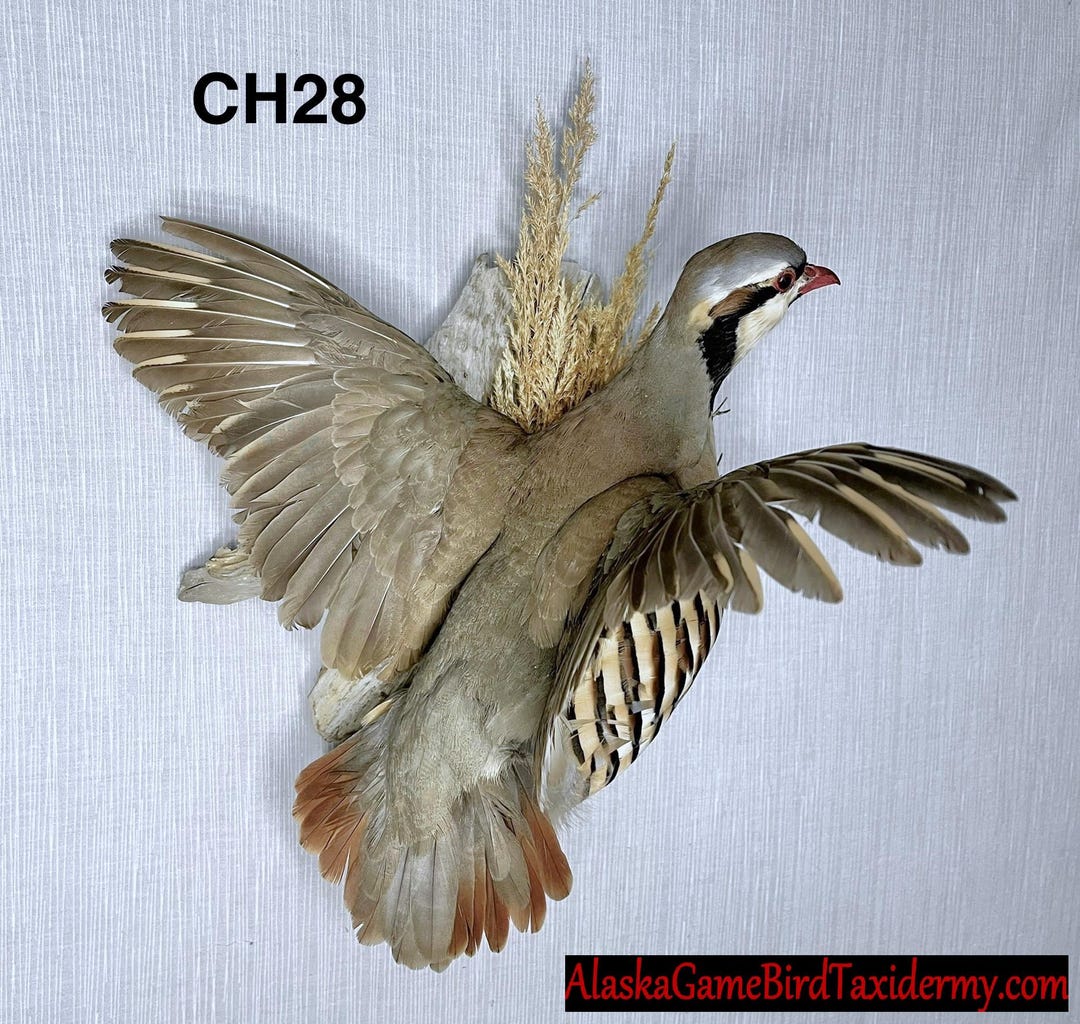 Handsome Chukar Partridge Mounted in a Standing Pose With Natural ...