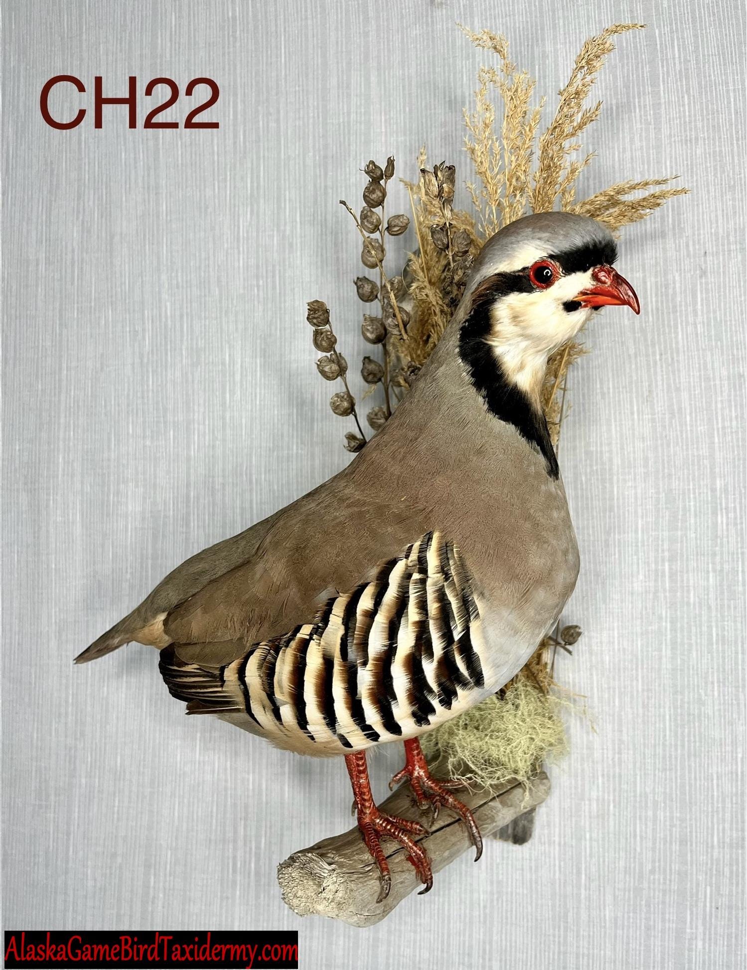 Bird Taxidermy Art. This Chukar Partridge With His Bluish Coloration ...