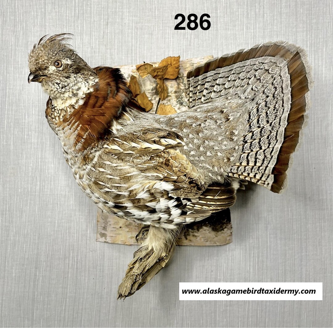Large Male Ruffed Grouse, Very Rare Copper Colors. Family-owned ...
