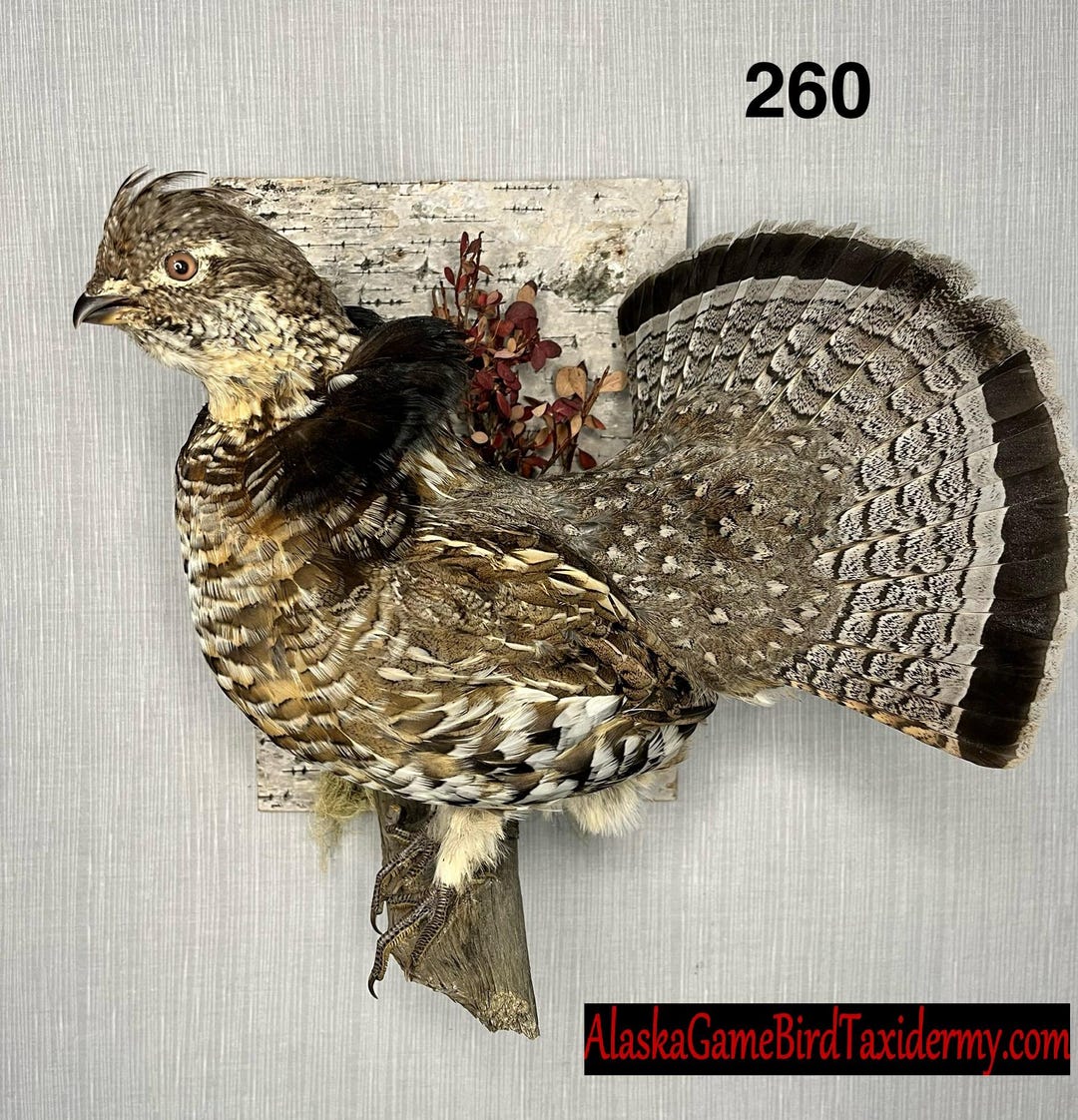 This Handsome Ruffed Grouse, Bird Taxidermy, From Alaska Looks Great on ...