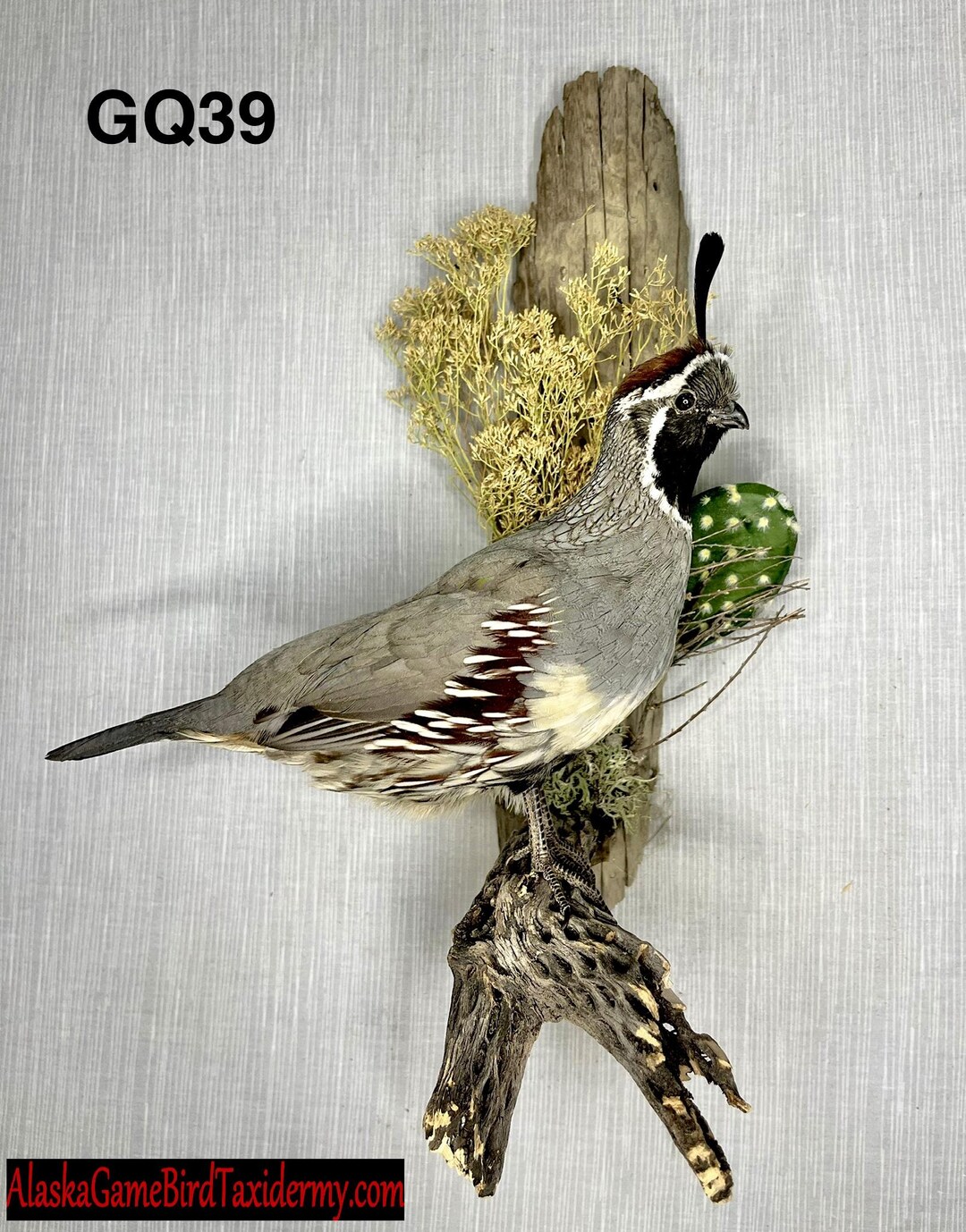 Gambels Quail Mounted With Scenery Collected in the Desert, Cholla Wood ...
