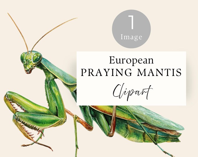 Watercolor Insect Clipart Bundle: Butterflies, Spiders, Praying Mantis ...