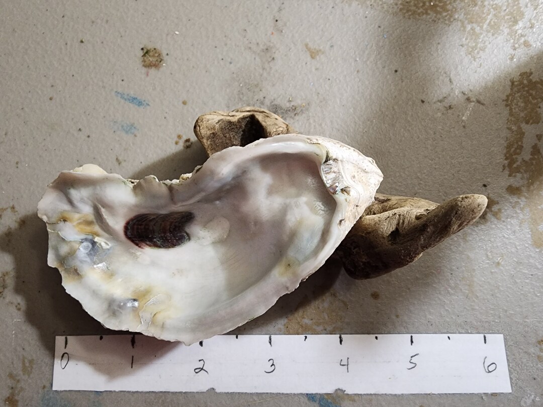 Hand Polished Oyster Shell Mounted on Driftwood. - Etsy