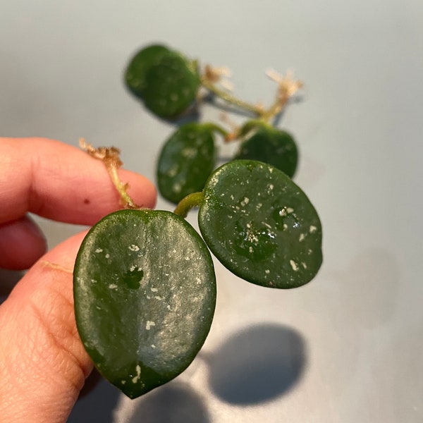 Hoya Mathilde - Etsy