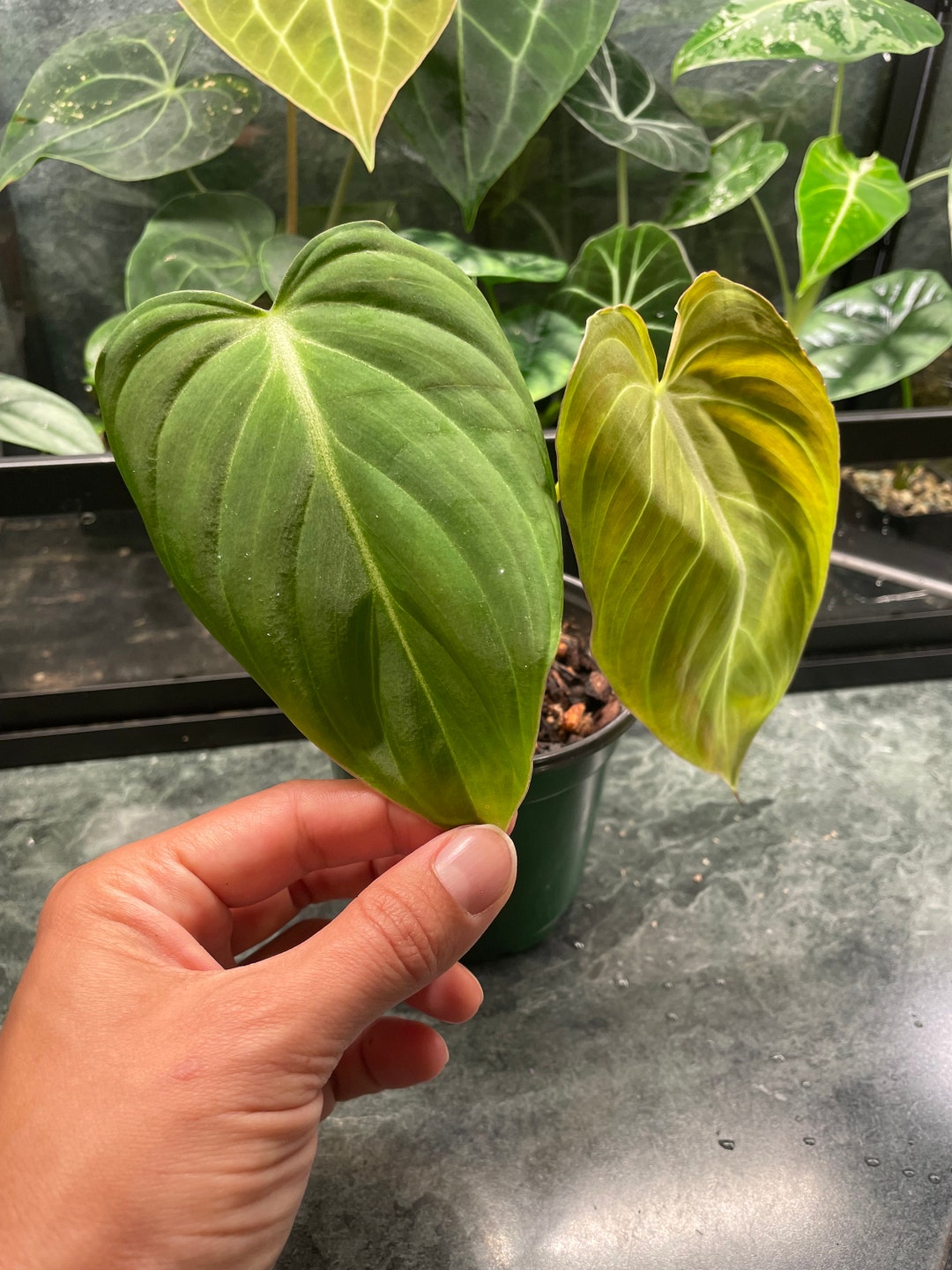 Philodendron Glorious melanochrysum X Gloriousum 4 - Etsy