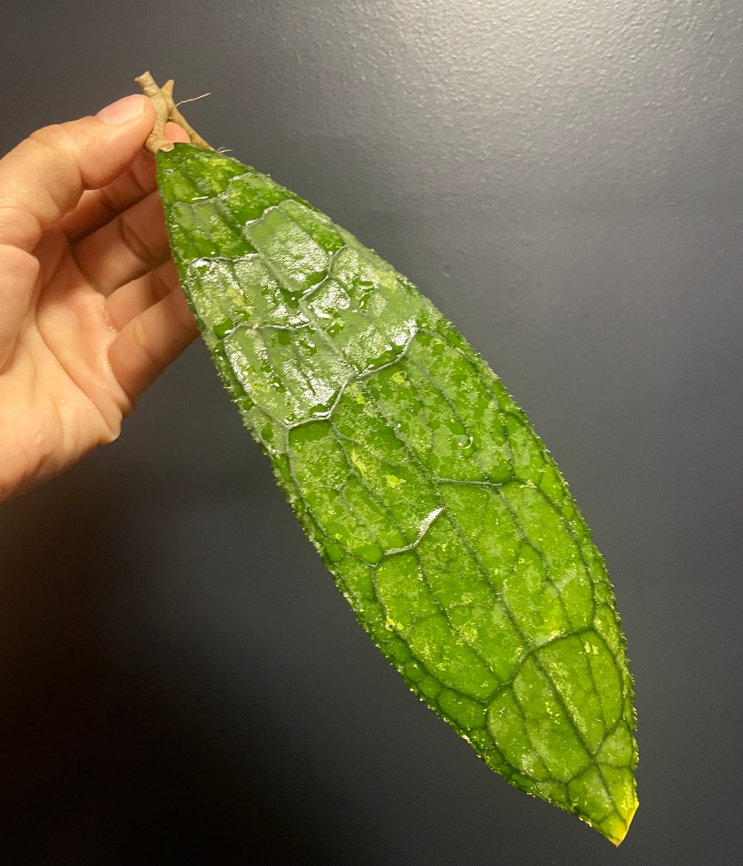 Hoya Clemensiorum Huge Leaves Lightly Rooted Large Leaf Hoya - Etsy
