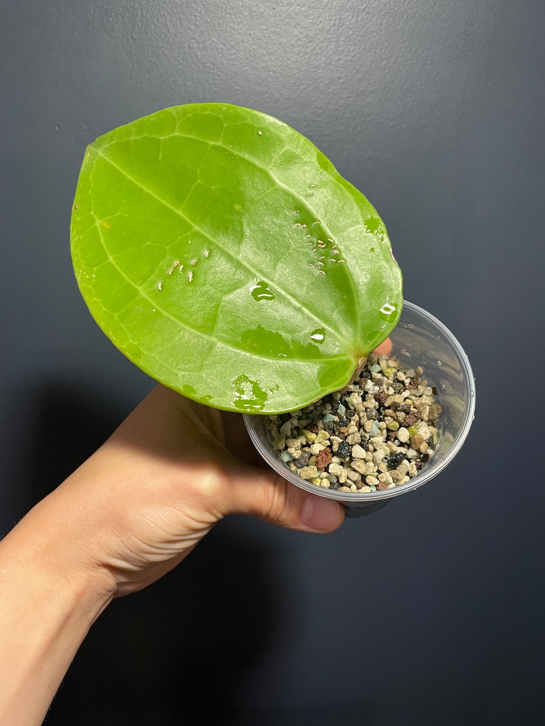 Hoya Sarawak Huge Leaves Lightly Rooted Large Leaf Hoya - Etsy
