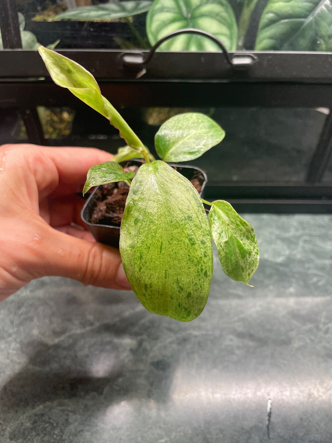 Philodendron Paraiso Verde Starter Plant Live Plants House Plants ...