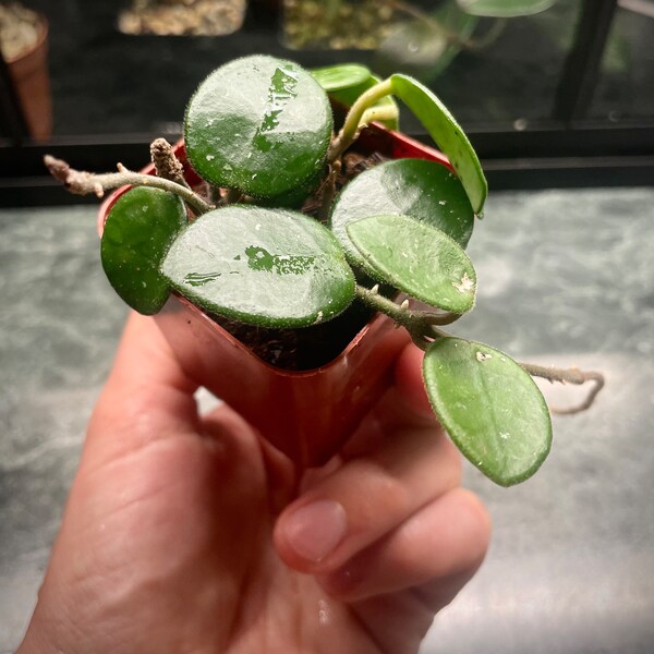 Hoya Mathilde - Etsy