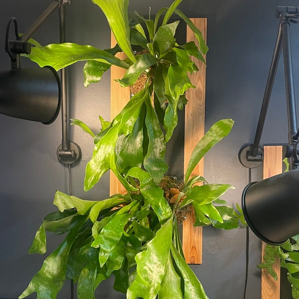Mounted Staghorn Fern - Etsy