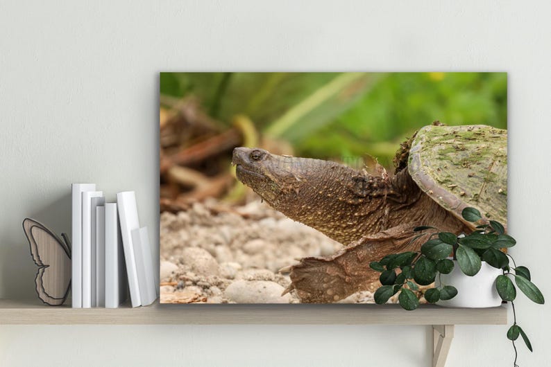 Digital Download, Snapping Turtle, Animal Photography, Printable, Wall ...
