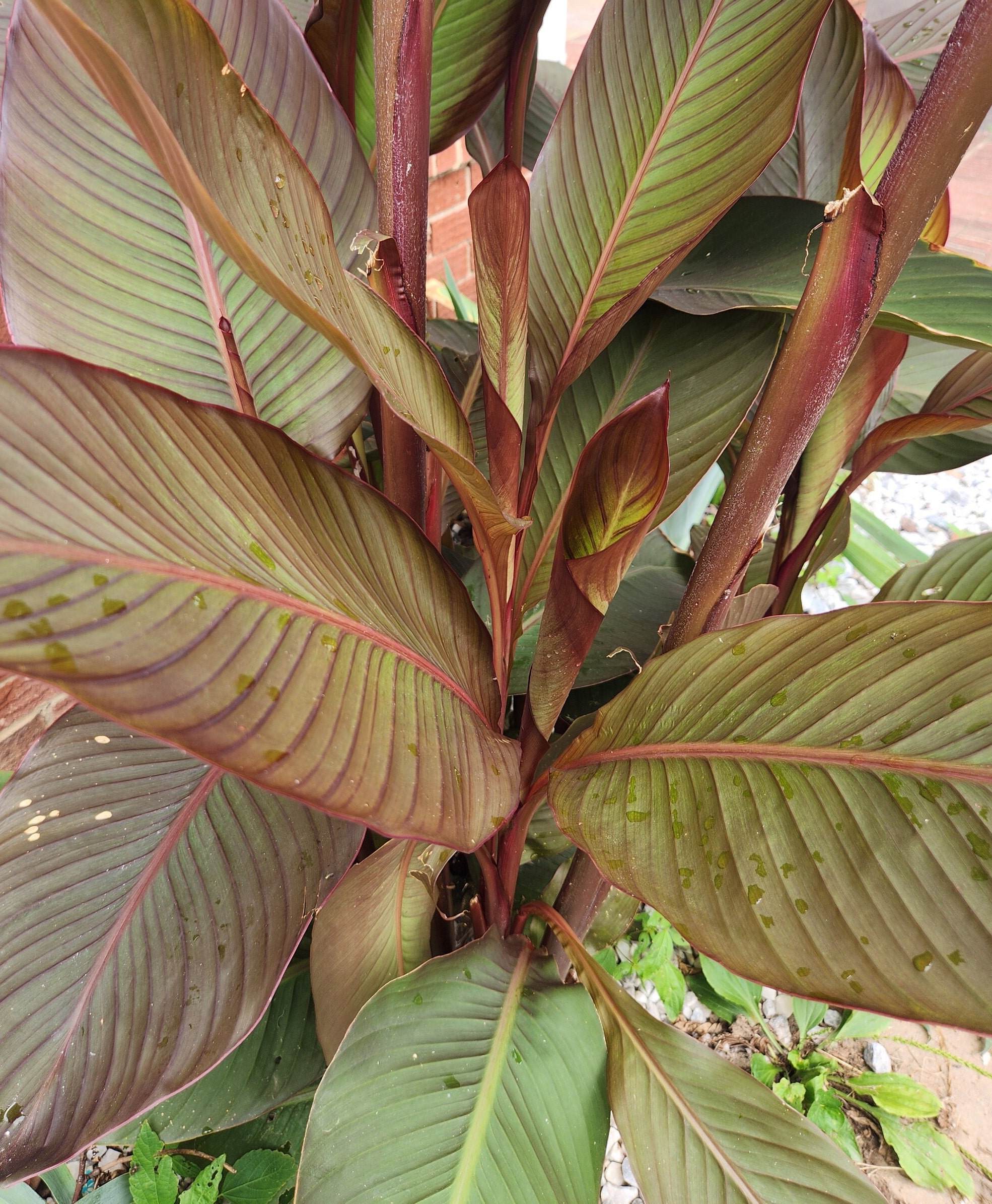 10 Canna Lily Orange Seeds- Beautiful Tropical Purple, Bronze Trimmed ...