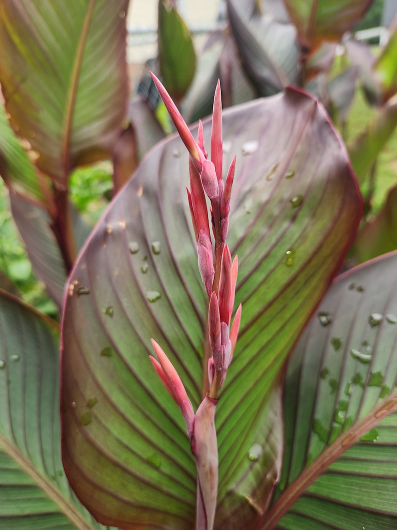 Canna Lily Orange - Beautiful Tropical Purple, Bronze Trimmed Leaves ...